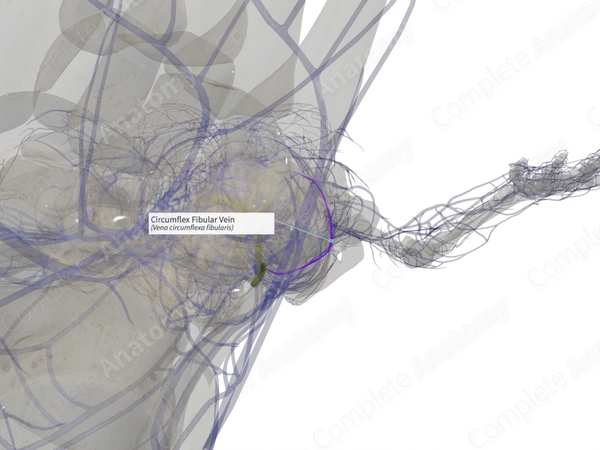 Circumflex Fibular Vein (Left) | Complete Anatomy