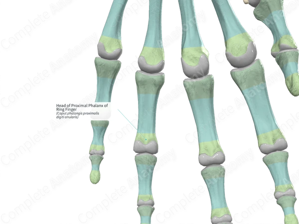 Head of Proximal Phalanx of Ring Finger | Complete Anatomy