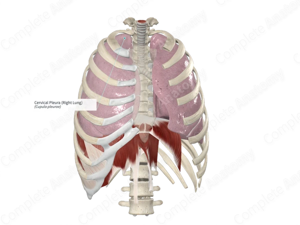 Cervical Pleura (Right Lung) | Complete Anatomy