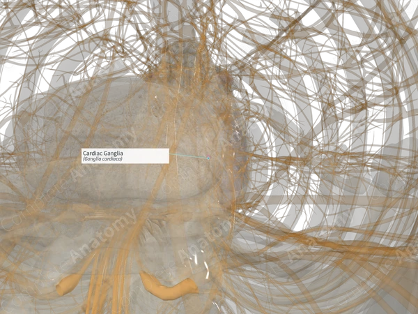 Cardiac Ganglia | Complete Anatomy