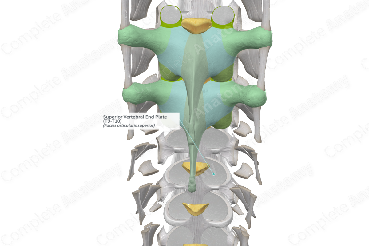 Superior Vertebral End Plate (T9-T10) | Complete Anatomy