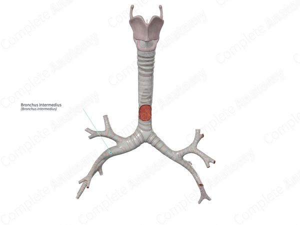 Bronchus Intermedius | Complete Anatomy