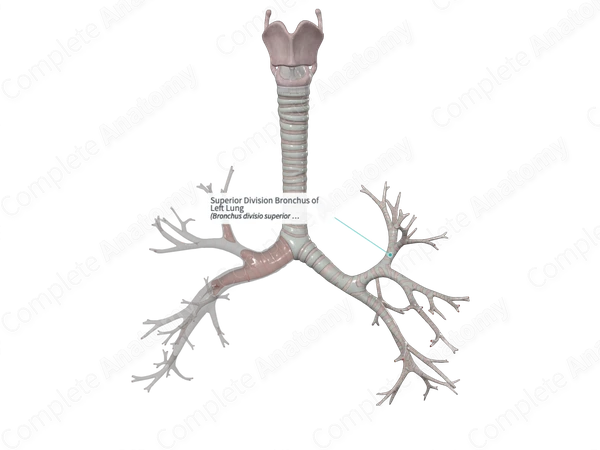 Superior Division Bronchus of Left Lung | Complete Anatomy