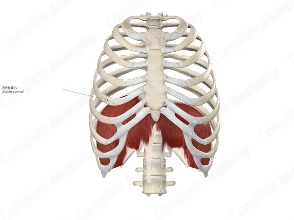Fifth Rib | Complete Anatomy