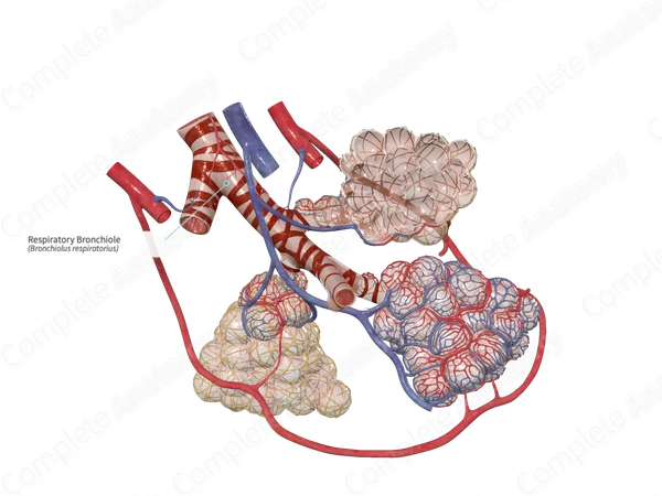Respiratory Bronchiole | Complete Anatomy