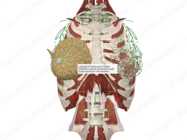 Lobules of Mammary Gland (Inferior Lateral Quadrant; Left) | Complete ...