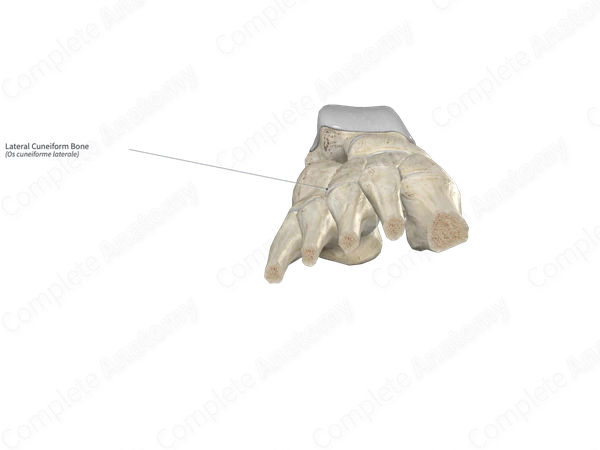 Osso Cuneiforme Lateral Lateral Cuneiform Bone E Anatomy IMAIOS