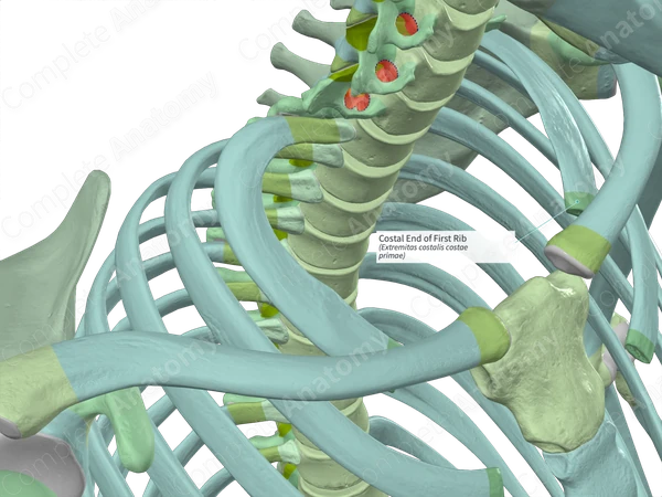 Costal End of First Rib | Complete Anatomy