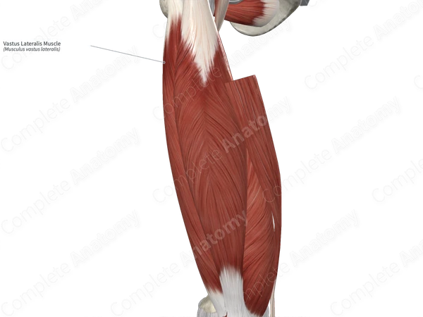 Vastus Lateralis Muscle Anatomy Muscles Isolated On