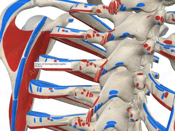 Origin of Semispinalis Capitis Muscle | Complete Anatomy