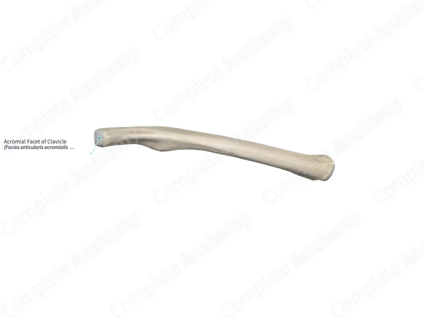 Acromial Facet of Clavicle | Complete Anatomy