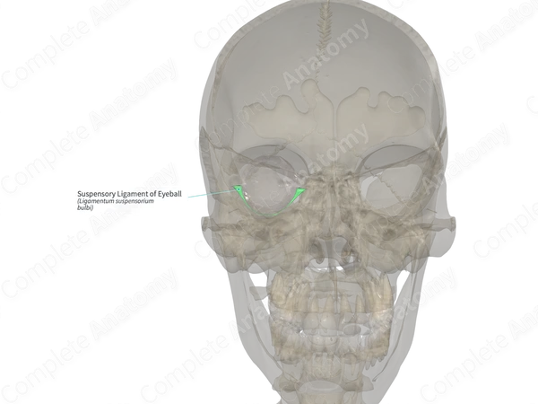 Suspensory Ligament of Eyeball (Left) | Complete Anatomy