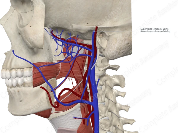 Superficial Temporal Veins | Complete Anatomy