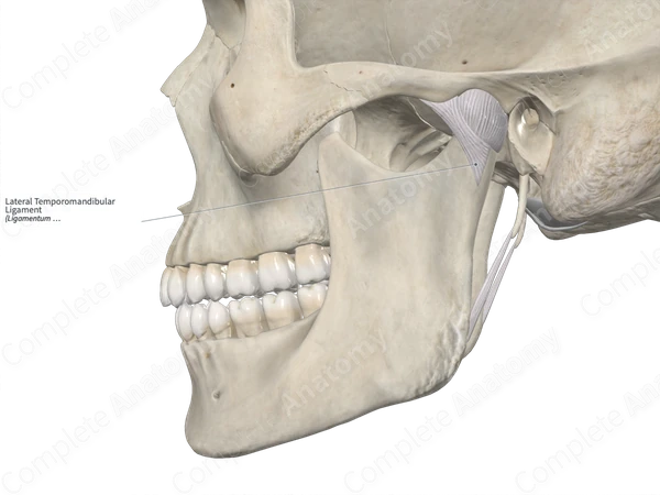 Temporomandibular Joint Ligaments Temporomandibular Joint – Anatomy