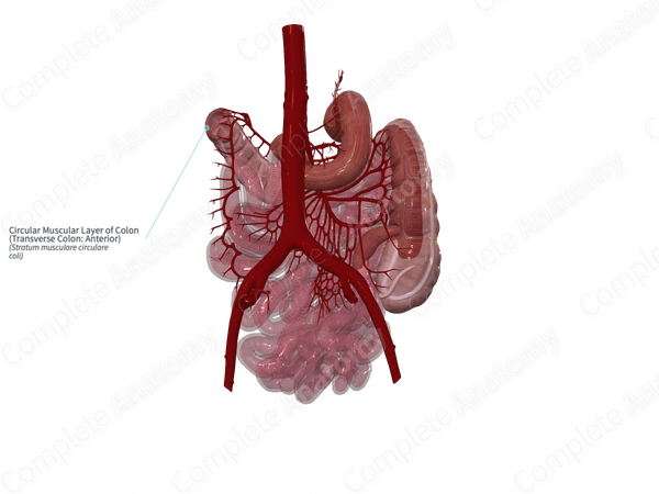 Circular Muscular Layer of Colon (Transverse Colon: Anterior ...