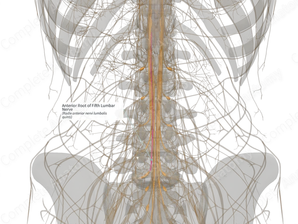 Anterior Root of Fifth Lumbar Nerve (Right) | Complete Anatomy