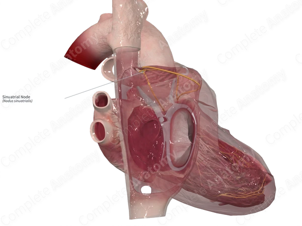 Sinuatrial Node | Complete Anatomy
