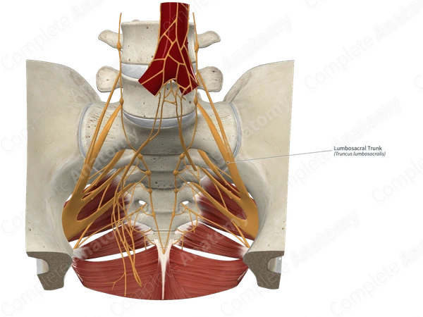 Lumbosacral Plexus Anatomy Human Anatomy Lumbar Lumbar Plexus: