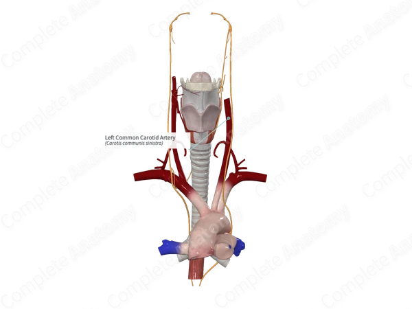 Left Common Carotid Artery | Complete Anatomy