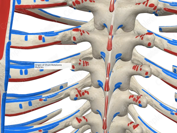 Origin of Short Rotatores Muscles | Complete Anatomy