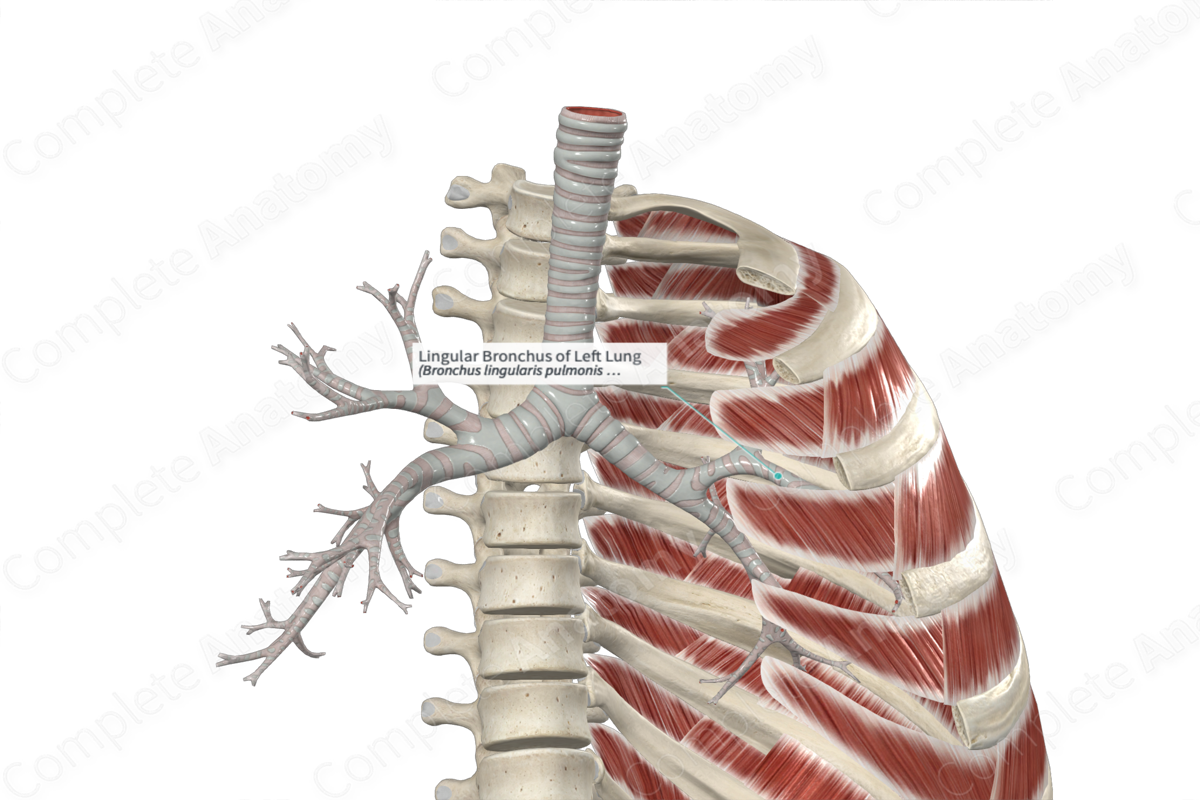 Lingular Bronchus Of Left Lung Complete Anatomy