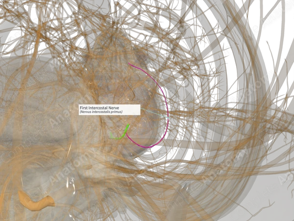 First Intercostal Nerve (Left) | Complete Anatomy