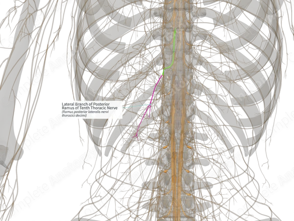 Lateral Branch of Posterior Ramus of Tenth Thoracic Nerve (Left ...