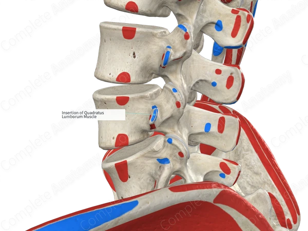Insertion of Quadratus Lumborum Muscle | Complete Anatomy