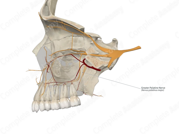 Greater Palatine Nerve | Complete Anatomy