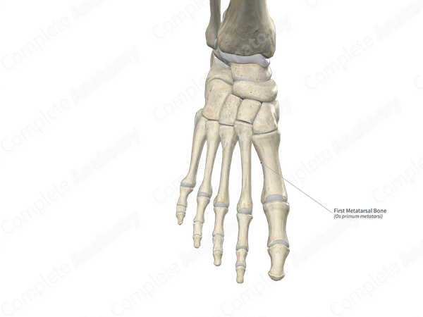 First Metatarsal Bone | Complete Anatomy