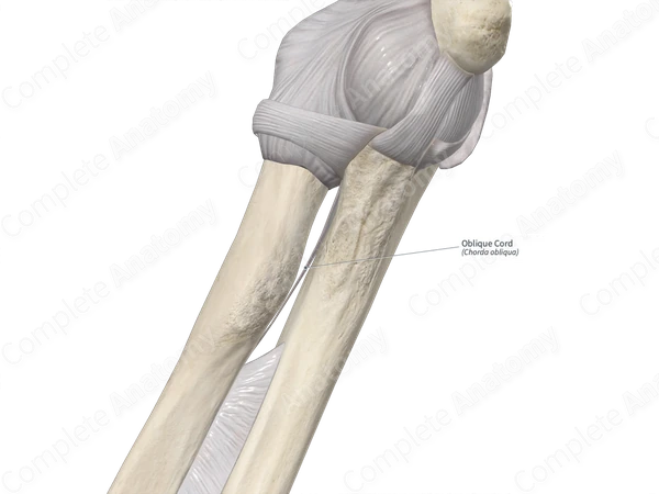 Oblique Cord | Complete Anatomy