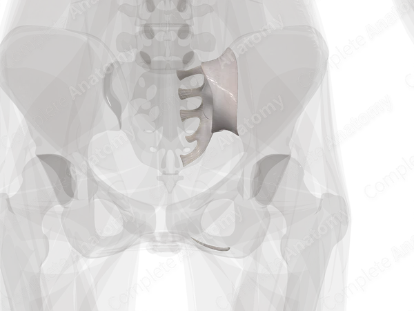 Sacroiliac Joint (Left) | Complete Anatomy