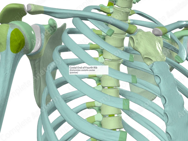 Costal End of Fourth Rib | Complete Anatomy