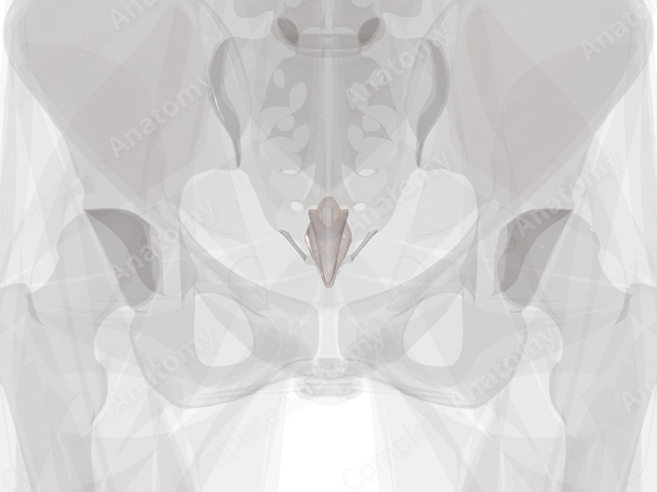 Sacrococcygeal Joint | Complete Anatomy