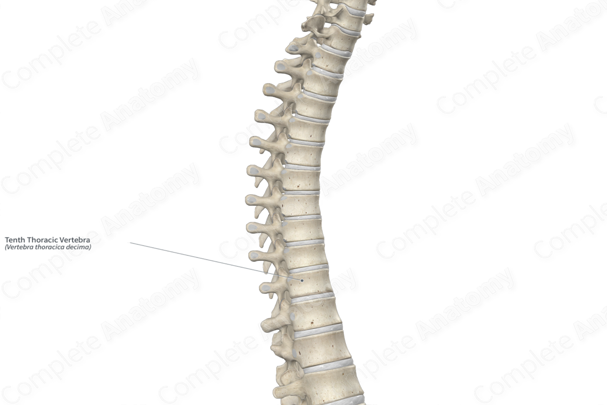 Tenth Thoracic Vertebra | Complete Anatomy Tenth Thoracic Vertebra | Complete Anatomy