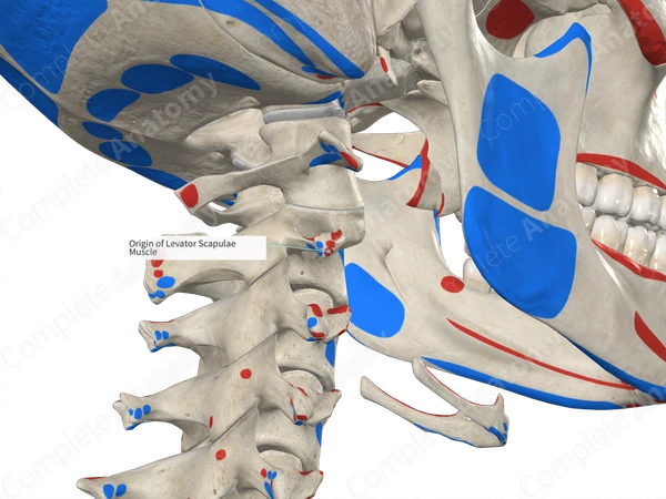 Origin of Levator Scapulae Muscle | Complete Anatomy