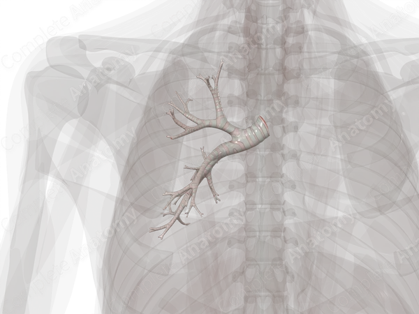 Bronchi of Right Lung | Complete Anatomy