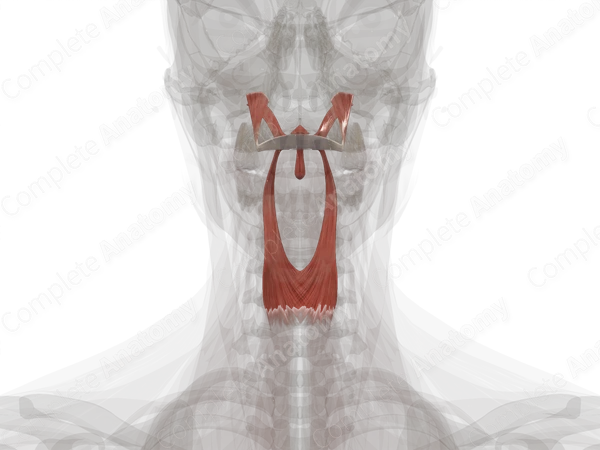 Muscles of Soft Palate | Complete Anatomy