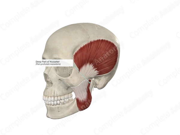 Deep Part of Masseter | Complete Anatomy