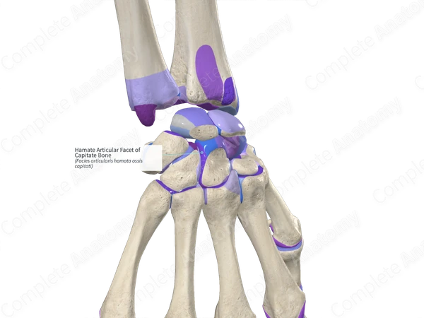 Hamate Articular Facet of Capitate Bone | Complete Anatomy