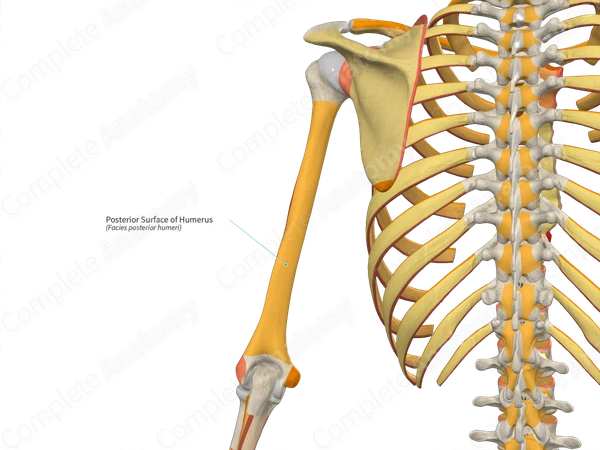 Posterior Surface of Humerus | Complete Anatomy