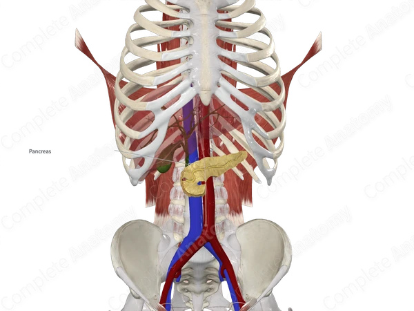 Anatomy Of Pancreas Anatomy Female Anatomy Anatomy Dictionary