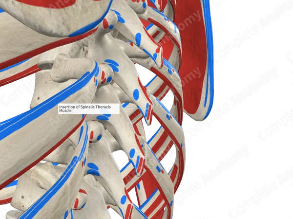 Insertion of Spinalis Thoracis Muscle | Complete Anatomy