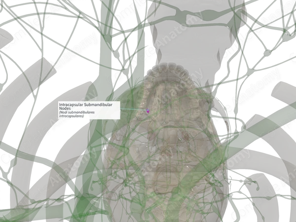 Intracapsular Submandibular Nodes (Right) | Complete Anatomy