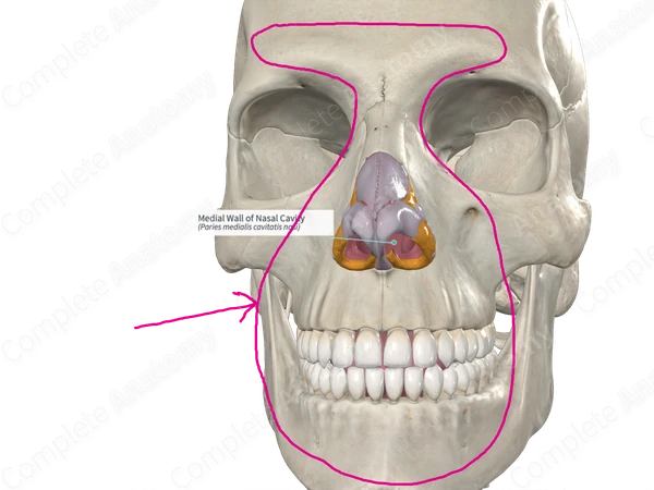 Medial Wall Of Nasal Cavity Nasal Septum Bones