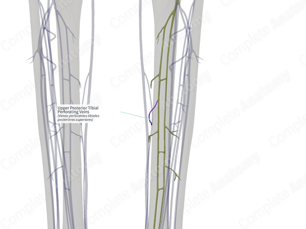 Upper Posterior Tibial Perforating Veins (Left) | Complete Anatomy