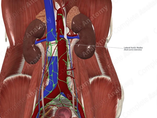 Lateral Aortic Nodes | Complete Anatomy