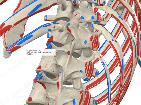 Origin of Medial Intertransversarii Lumborum Muscles | Complete Anatomy