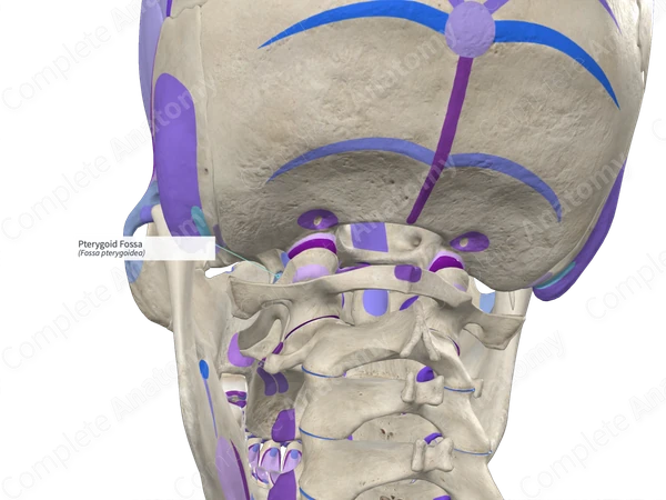 Pterygoid Fossa (Left) | Complete Anatomy