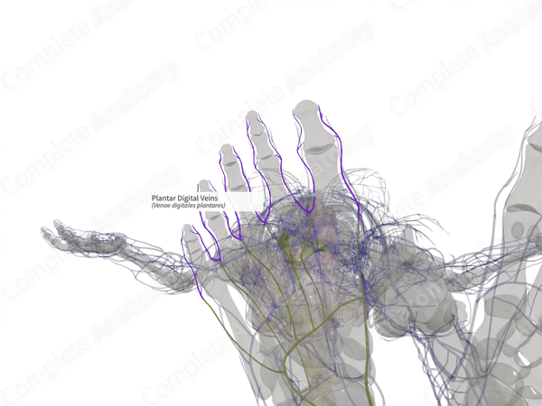 Plantar Digital Veins (Right) | Complete Anatomy